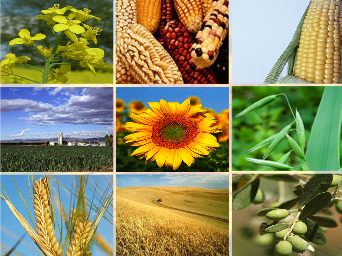 LA AGROPECUARIA: TIPOS DE CULTIVOS