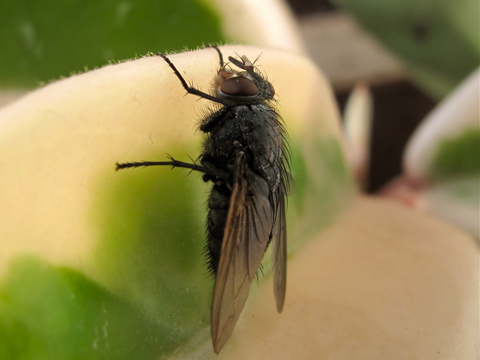 BugBlog: December 2011