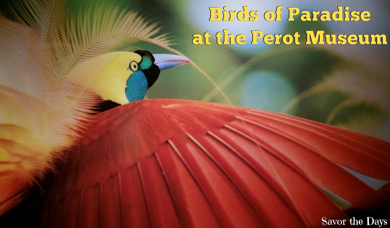 Savor The Days: Birds of Paradise at the Perot Museum of Nature and ...