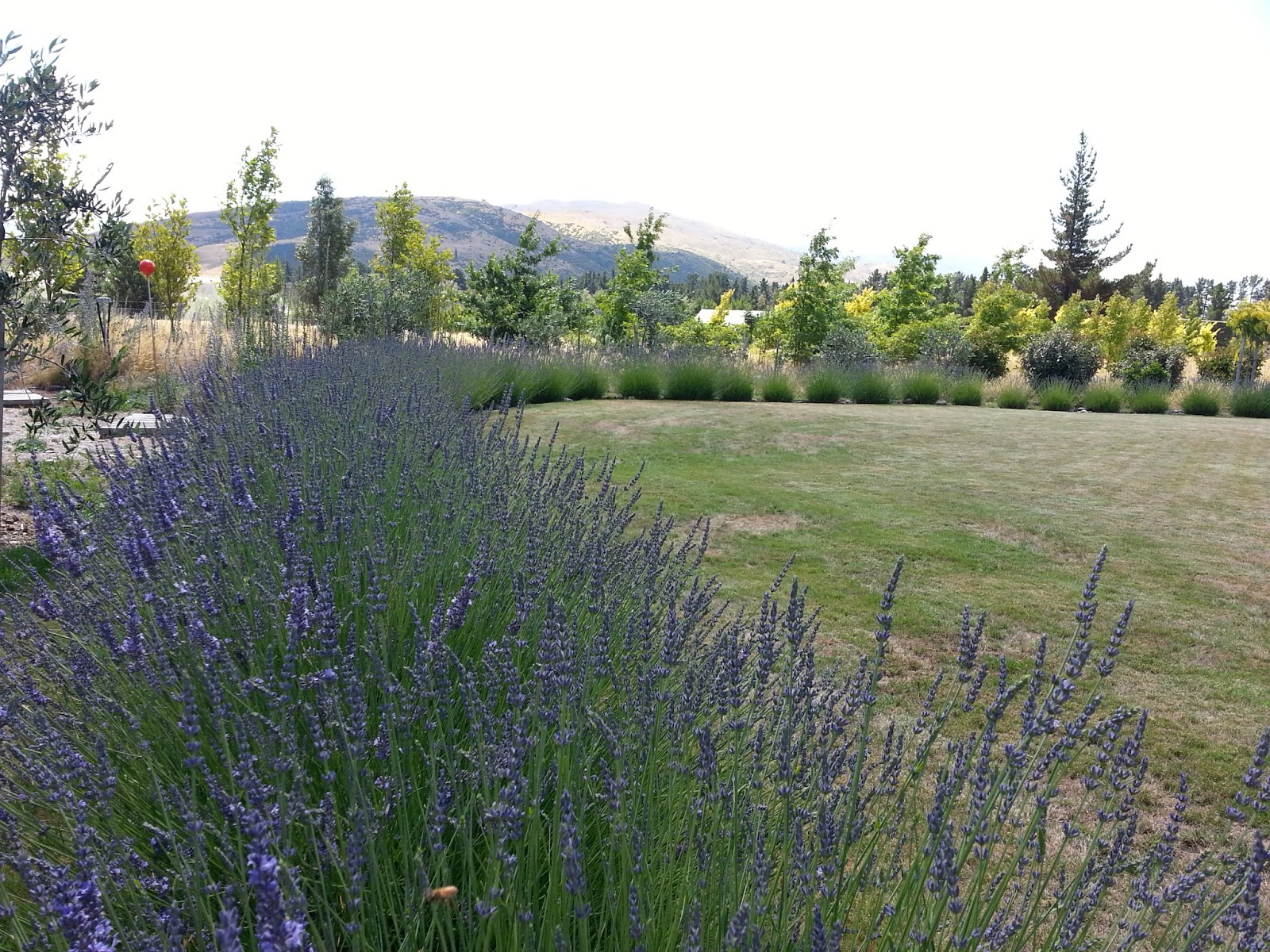 The Field of Gold: Border of Lavender
