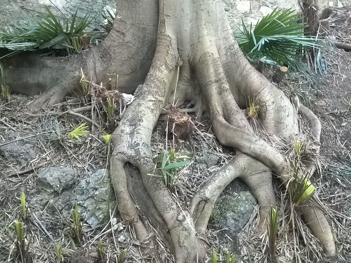 A Cosa Servono le Radici di un Albero? Quanti Tipi di Radici ci Sono ...