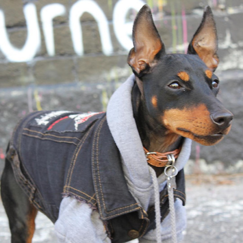 HARDROCKERA.... "I Love Rock 'n' Roll": PetHaus la moda más rockera ...