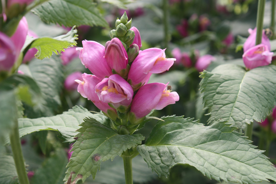 Seminte si plante de gradina hobby: Chelone obliqua