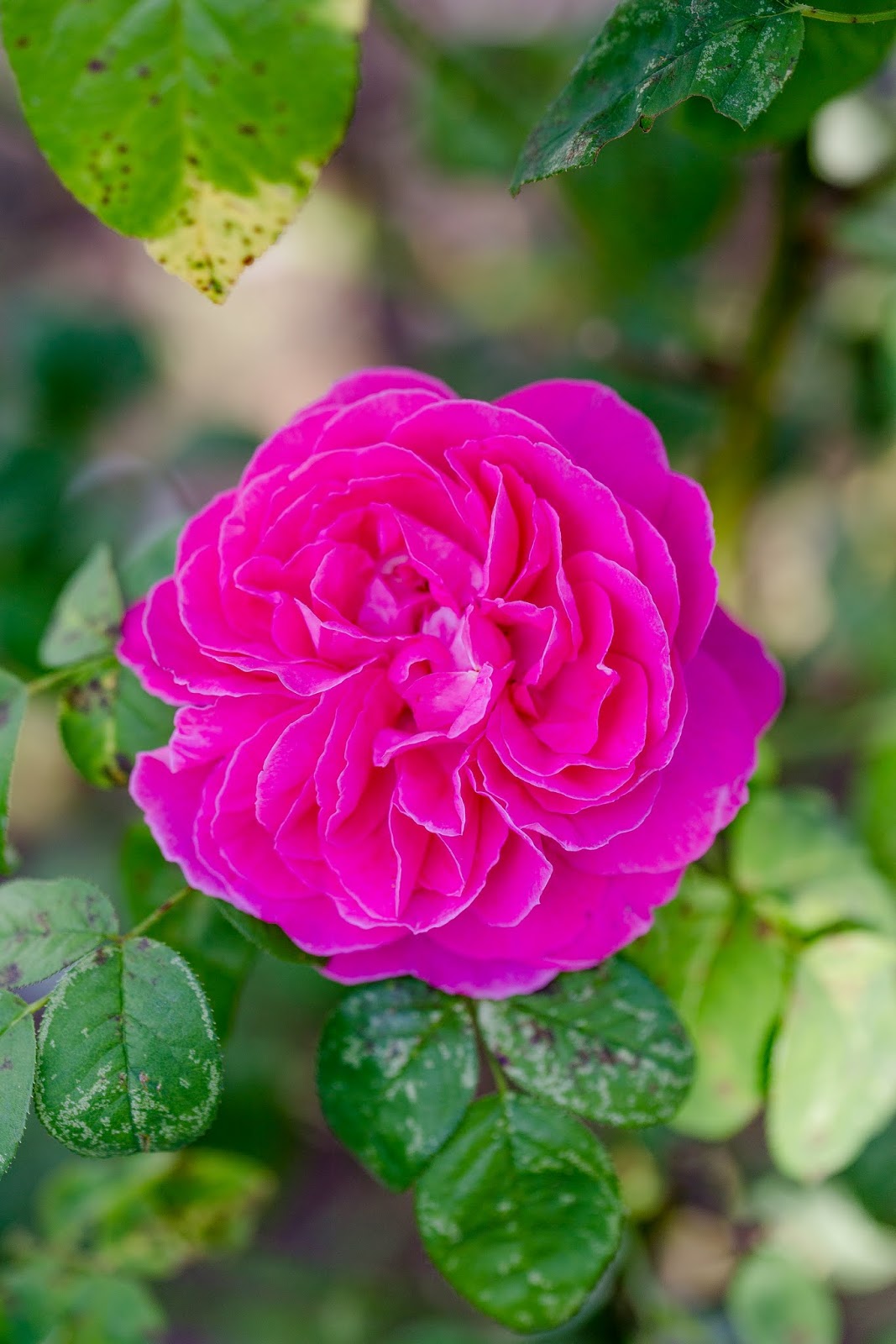 Rosenzauber.... Teil 3 • Pomponetti