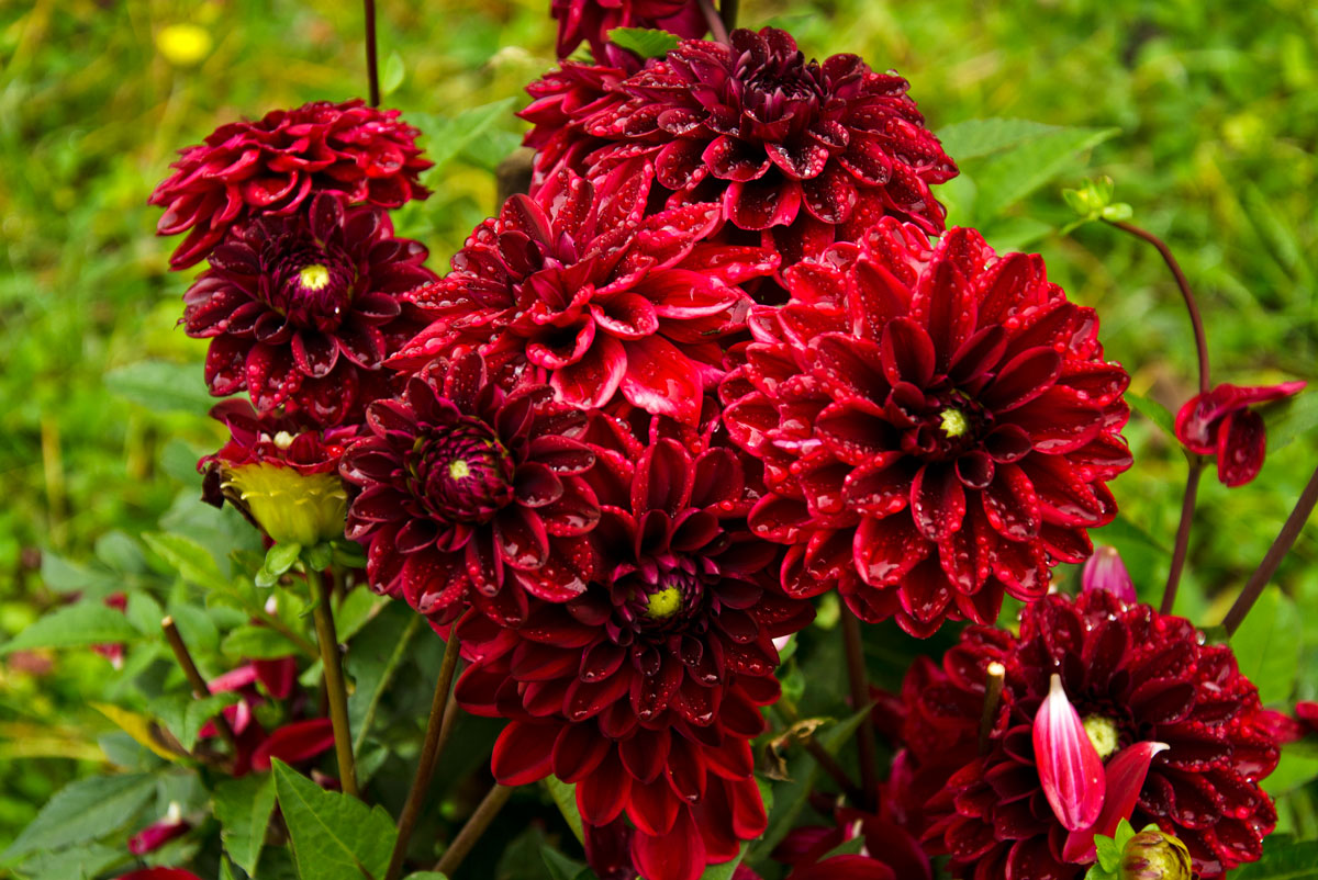 Daliile, reginele grădinii mele anul acesta - Blogul Larisei