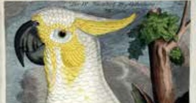 BOOKTRYST: Parrots Found In Rare Book On German Birds: The Writing ...