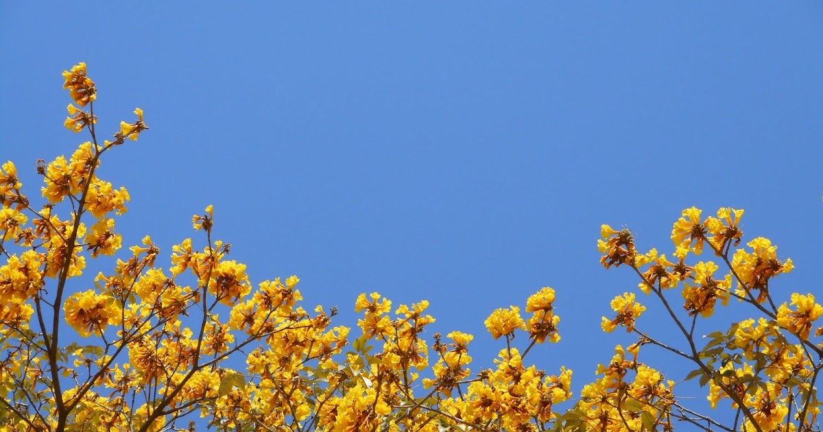 Vida Bohemia: Araguaney