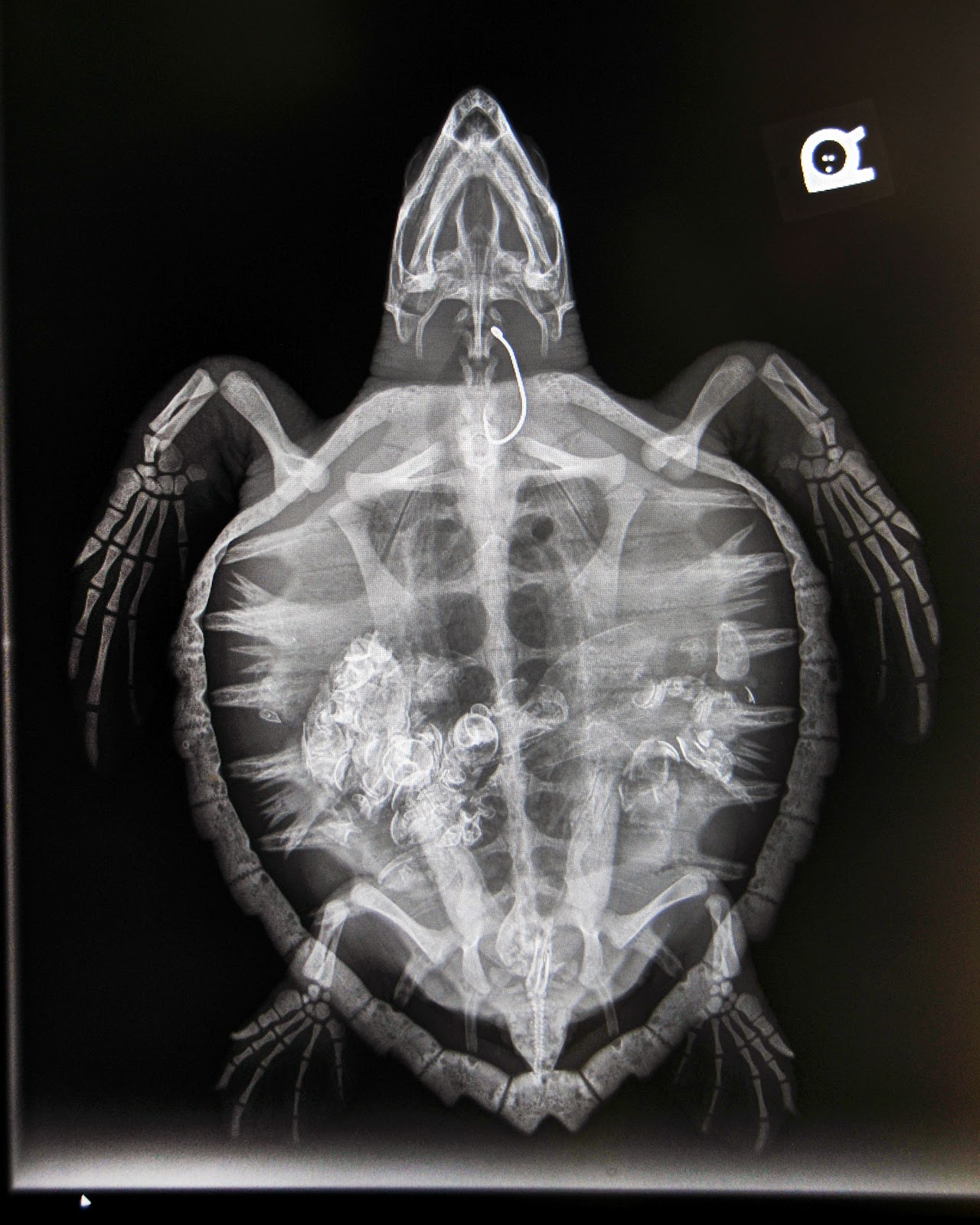 Sea Turtle Hospital: Small Kemp's ridley freed from fisherman's hook