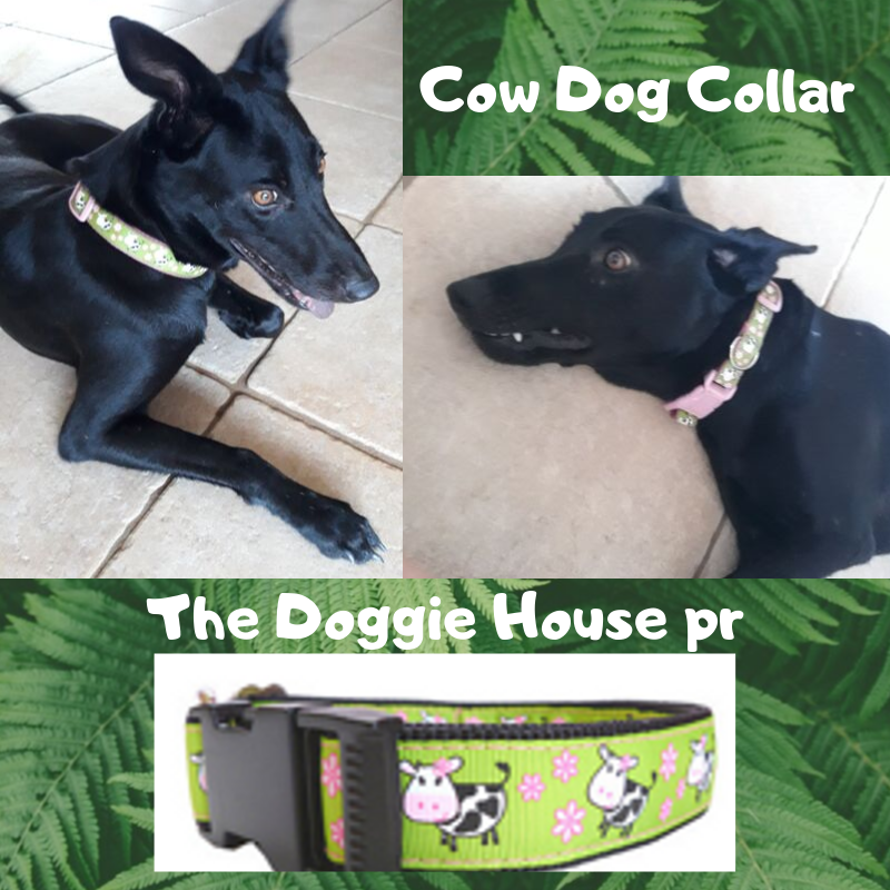 The Doggie House PR: Milly the Smallest Dog in the World