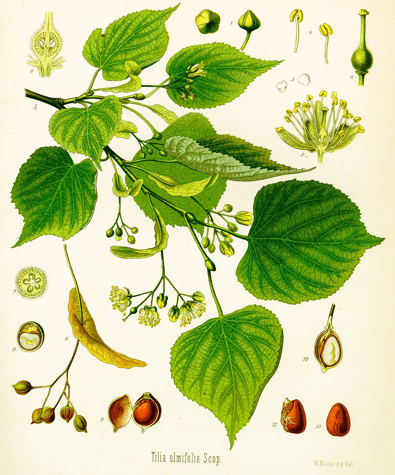 Les Jardins du Laveu: Tilleul (Langage des fleurs)