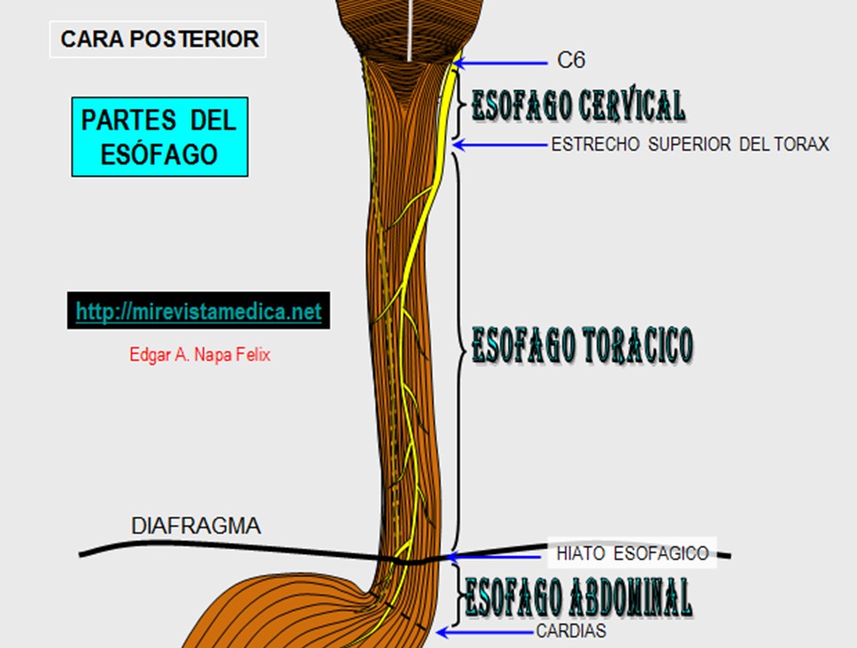 Anatomía y fisiología humana