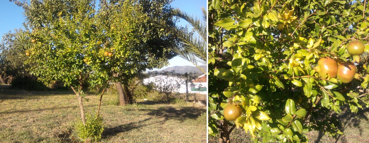 No Canto do Jardim: Romanzeira