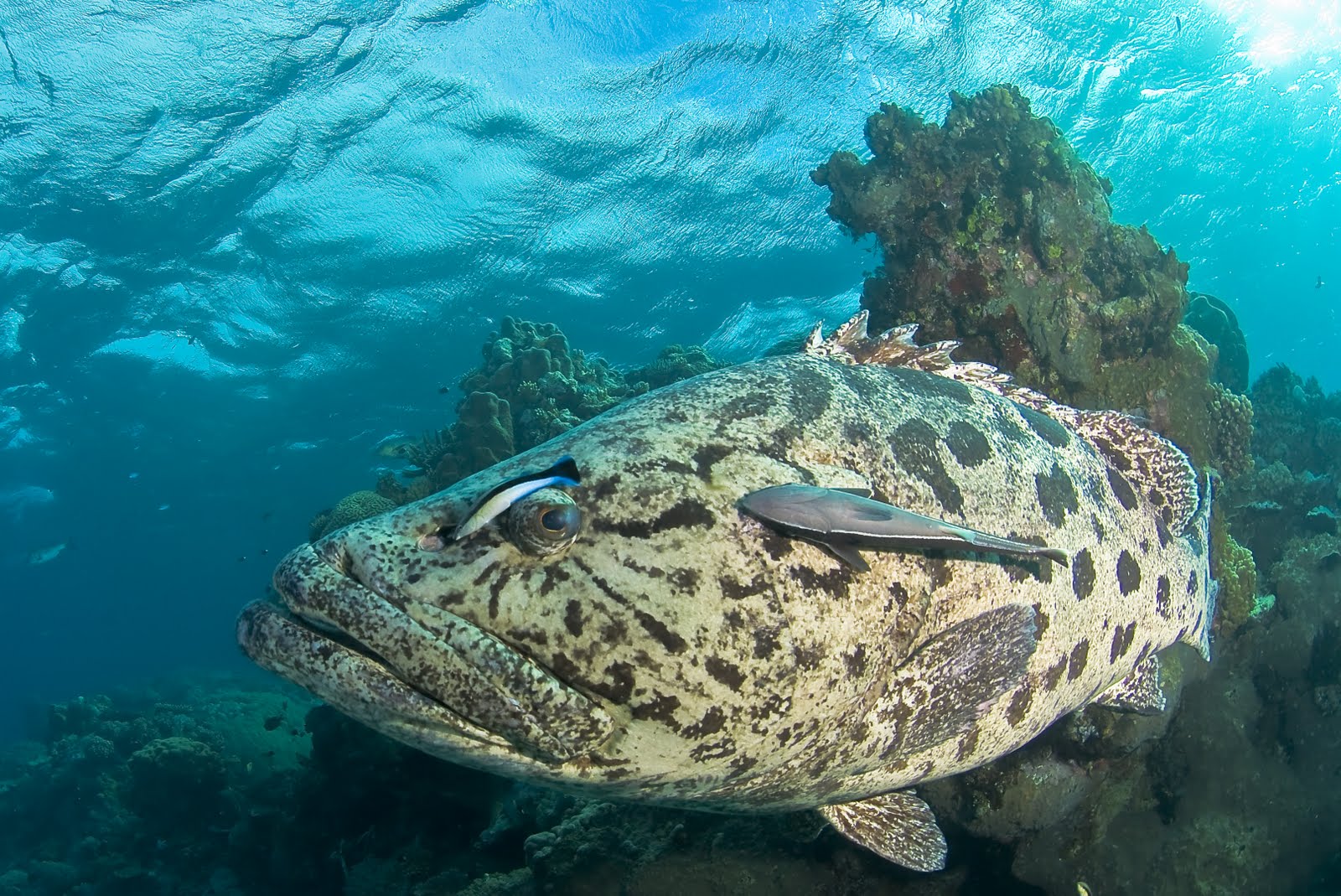 Ty Sawyer's Adventures with Another Shade of Blue: Australia — The Wild ...