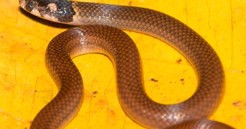 The Herpetology of Trinidad and Tobago: Black-headed Snake, Tantilla ...