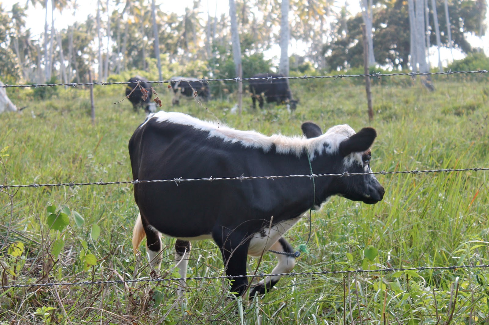 Trottin in the "T": Zanzibar Spice Farm