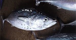 NEGOMBO SEAFOODS: Fresh Fish