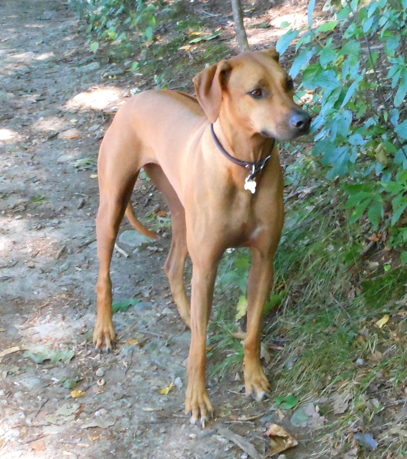 Nature Is My Elixir: Young Rhodesian Ridgeback