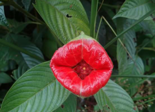 Conozcamos la cultura shawi: FOTOS DE LA CULTURA SHAWI