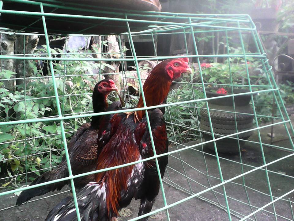 Gamefowl breeders: Shamo and Aseel