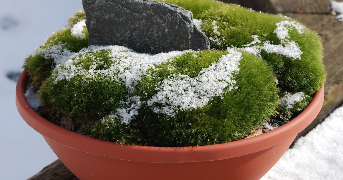 Rotary Botanical Gardens - Hort Blog: Mosses In Containers
