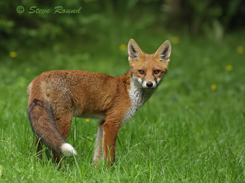 Steve Round Wildlife Photography: Fox Cubs Growing Up