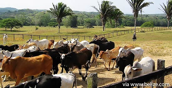 Western Belize Happenings!: Cattle vaccination program starting. Export ...