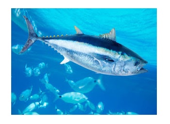 4 Tehnik Cara Mancing Ikan Tuna yang Populer – KOMBI.ID