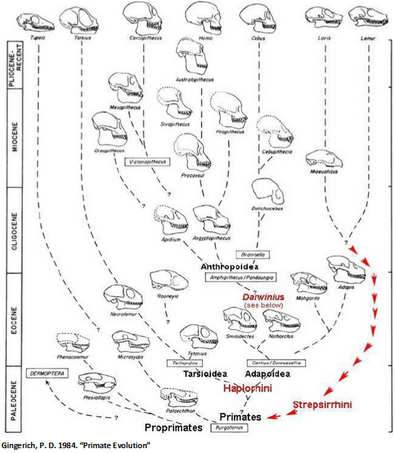 Indómitos Pensamientos: Origen e historia evolutiva del Mono Ardilla ...