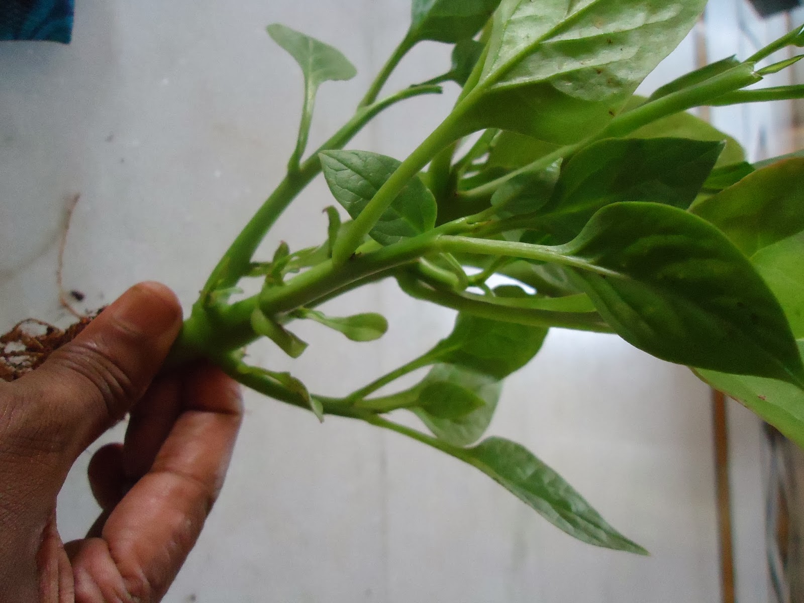 Kusuma's Abhiruchi: Pallilu Bachali Kura Pappu