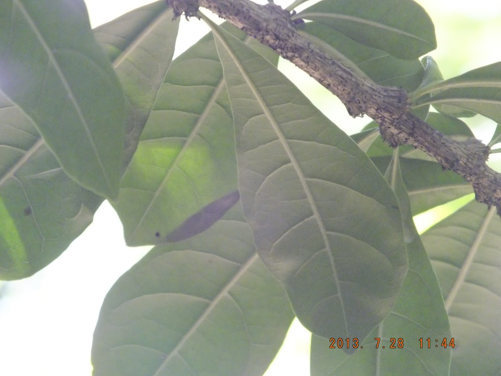 Photography with Dr. Ernie.: Plant/Tree, Miracle fruit, Crescentia ...