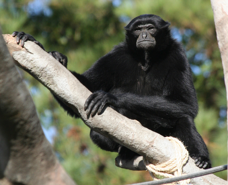 Animalia all about it: Spotlight: de Siamang