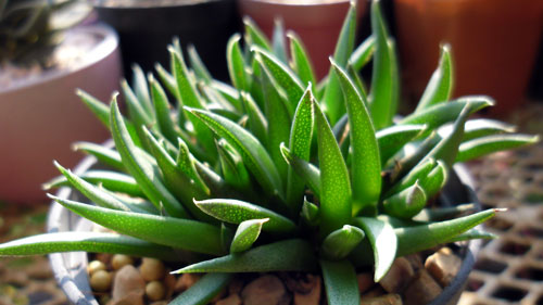 Thaisucculents: Bergeranthus multiceps