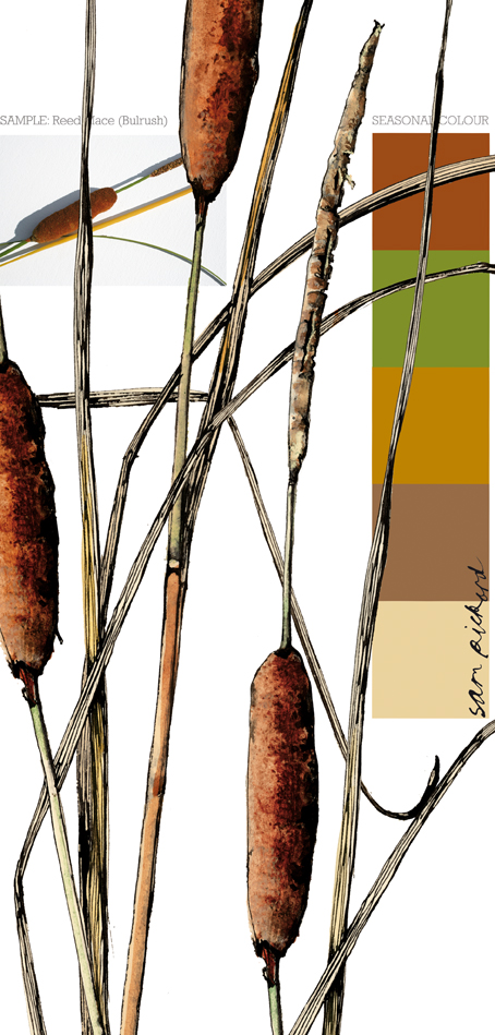 Planet Sam: Colour from the season - Bulrush brown