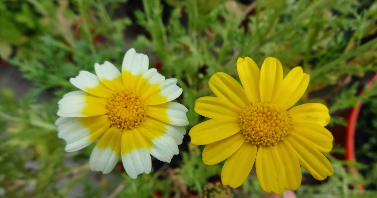 Herbs from Distant Lands: Chrysanthemum coronarium - Chop Suey Greens ...
