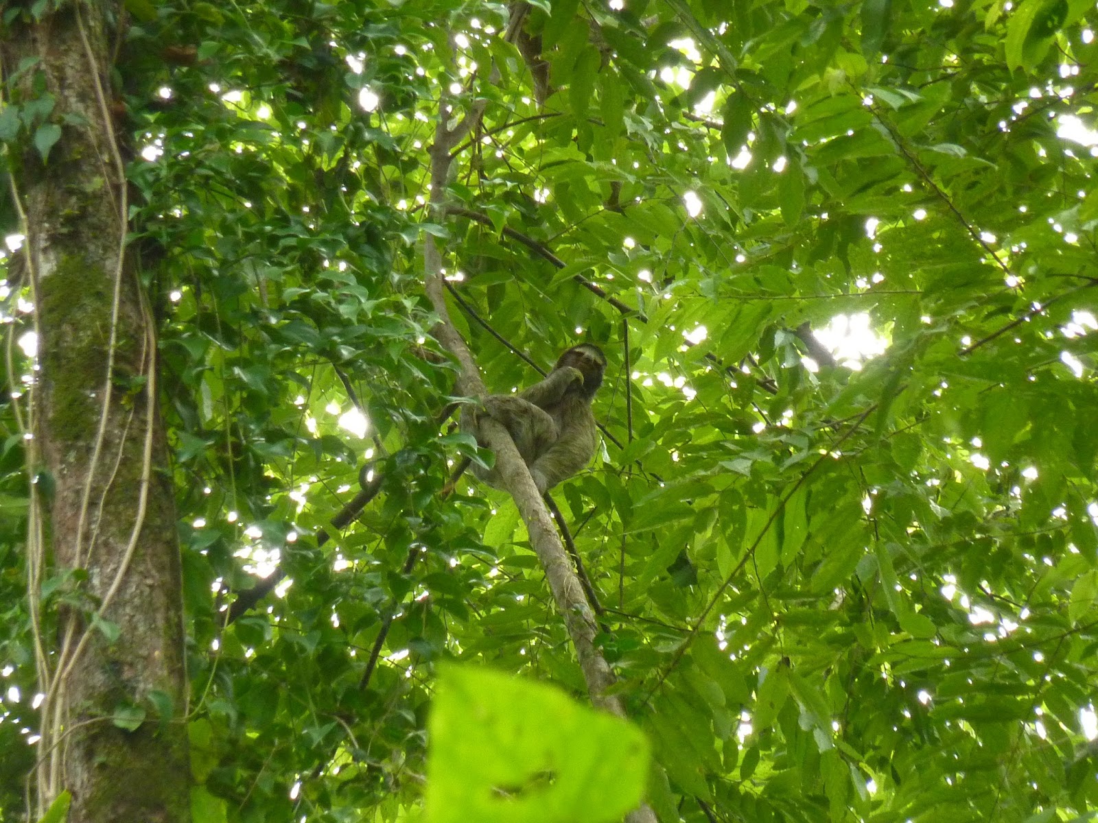 Voyage Mélo & Simon: Costa Rica