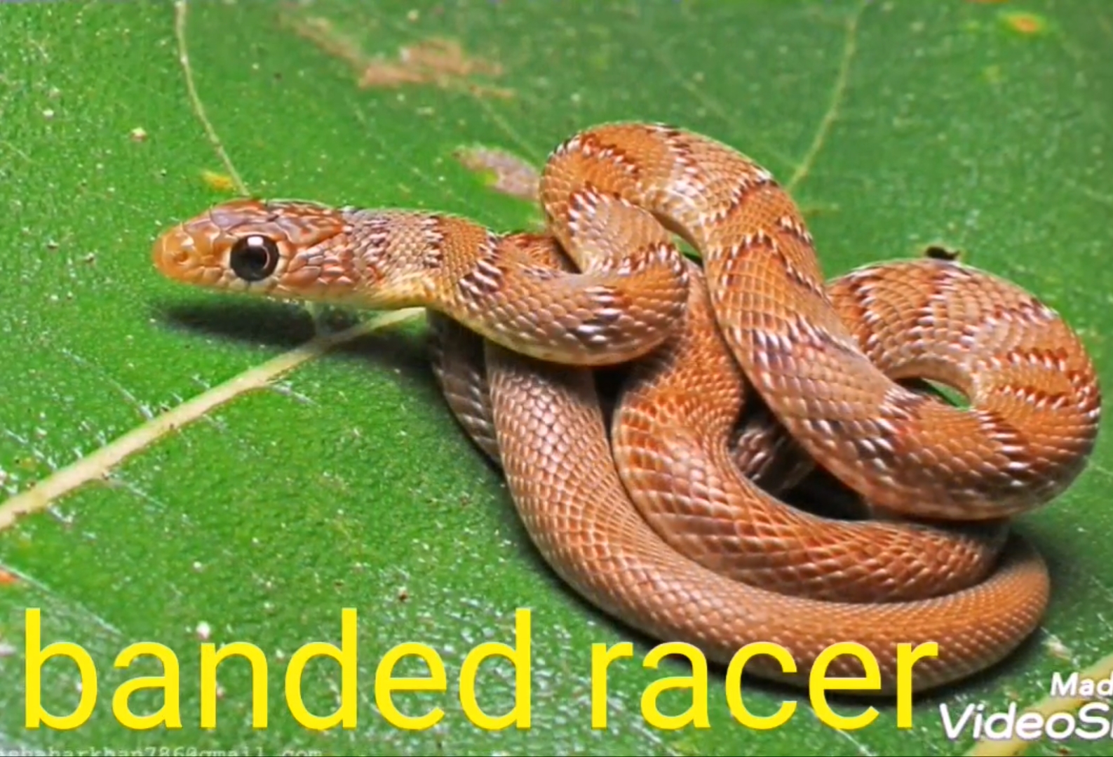 MOST POPULAR SNAKES FOUND IN CHATTISGARH