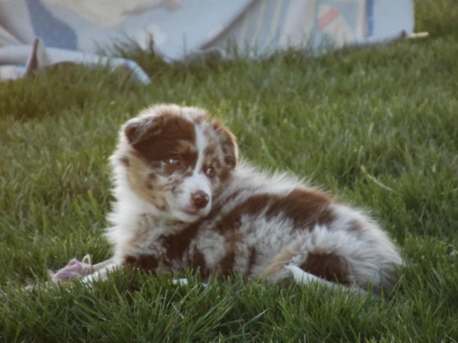 Little Bear Swamp Farm: RILEY February 11, 2016