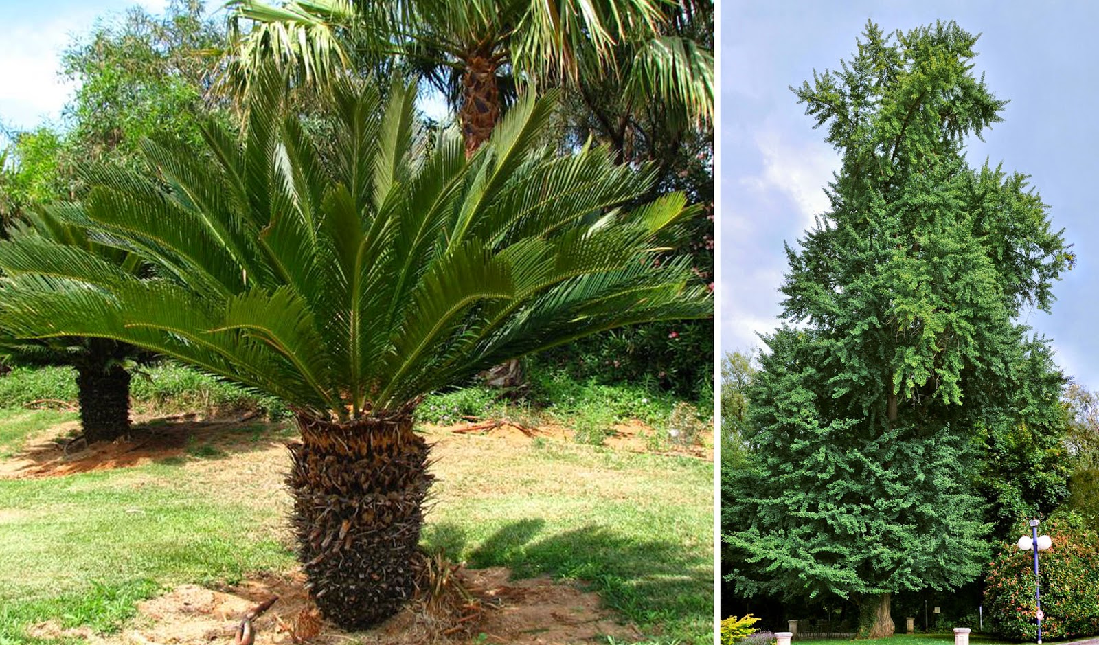 As Many Exceptions As Rules: Everybody In The Gene Pool - Plants That Swim