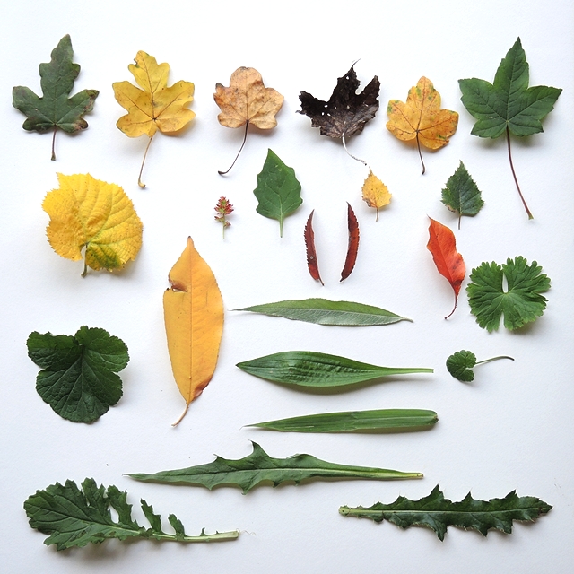 Moois van ' M(i)e': allemaal blaadjes!