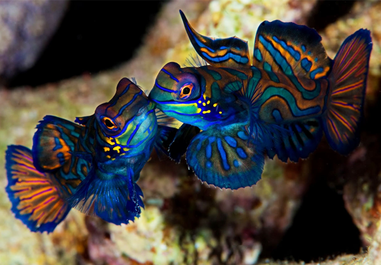 Jenis ikan hias air laut favorit | Seputar Info Menarik
