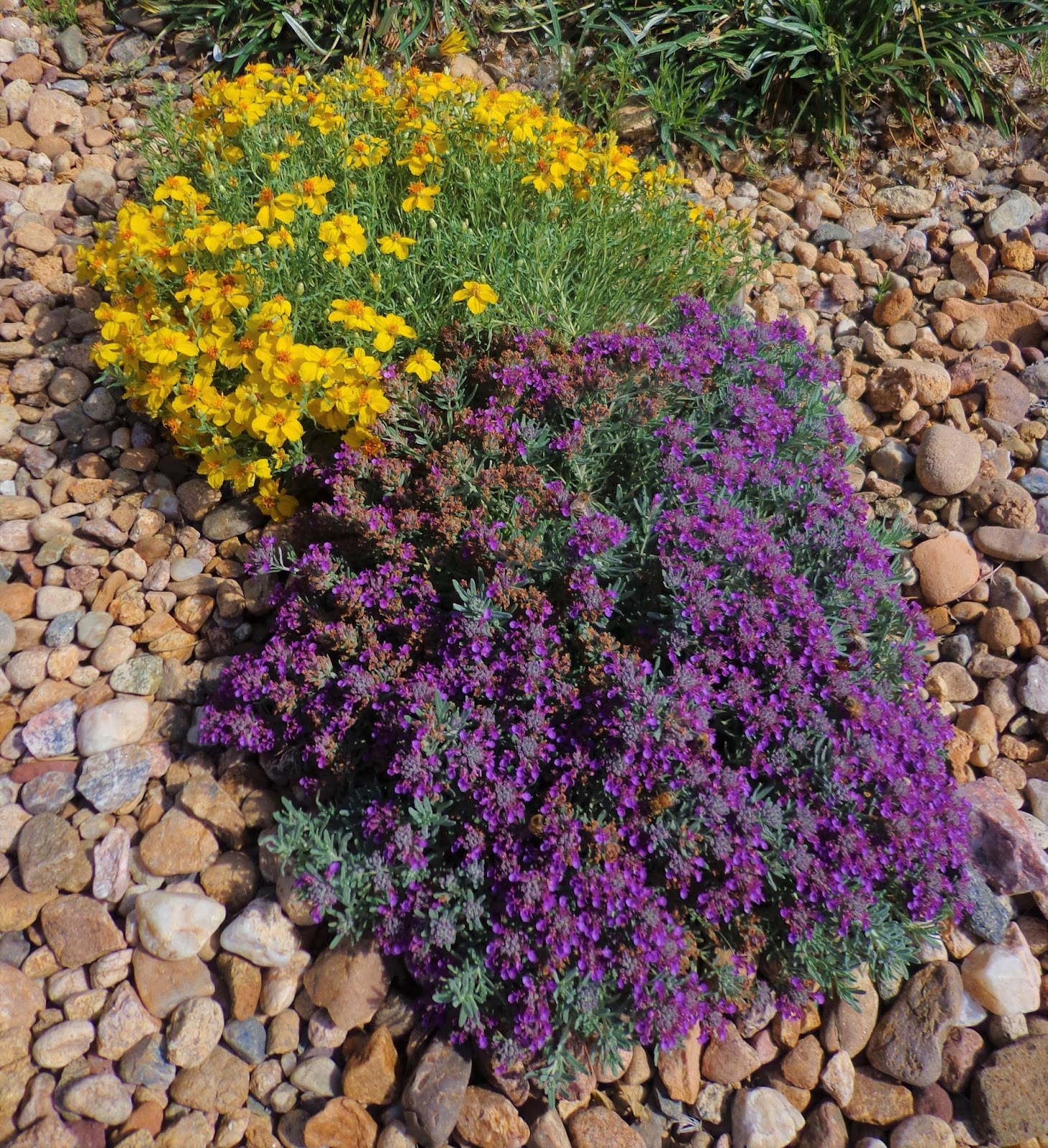 Prairiebreak: A terrible tale of two tangled Teucriums.