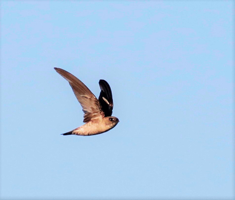 Ron-Nature-Adventures: Identification of Swiftlets and Swallows (PART 1)