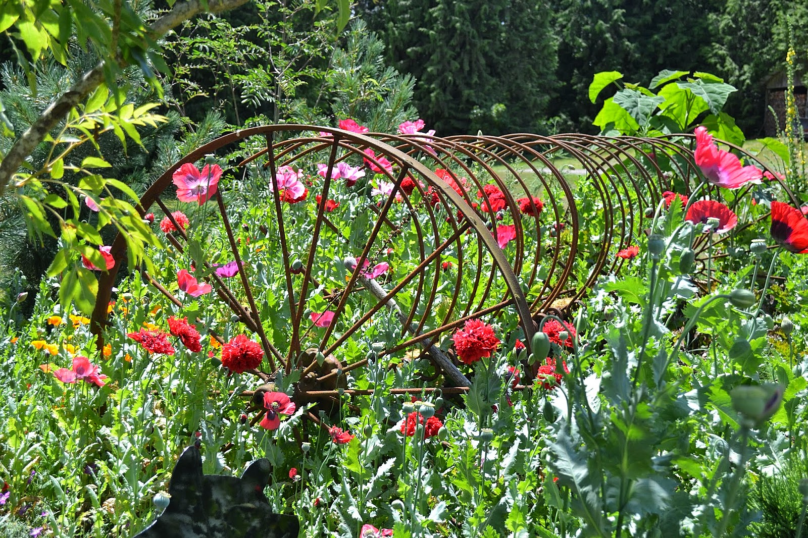 The Outlaw Gardener: Visiting Dragonfly Farms and Celestial Dream Gardens