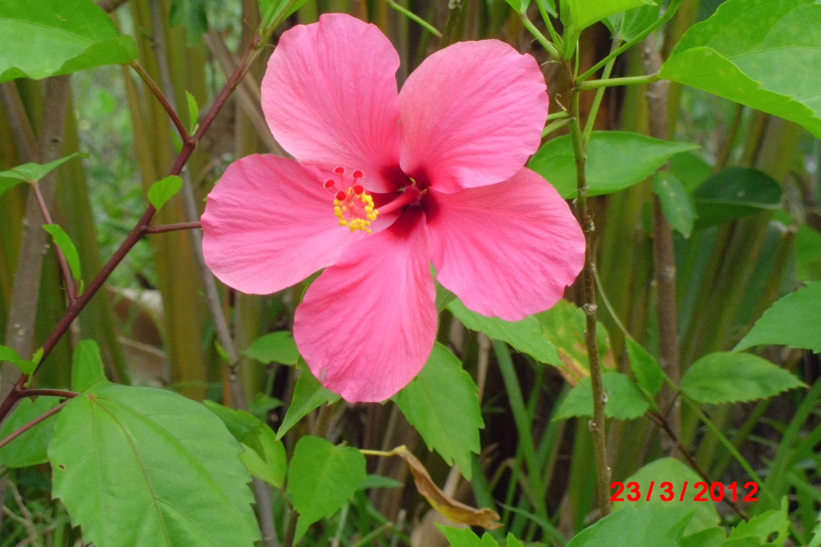 Octy Elwis: Bunga Kembang Sepatu ...