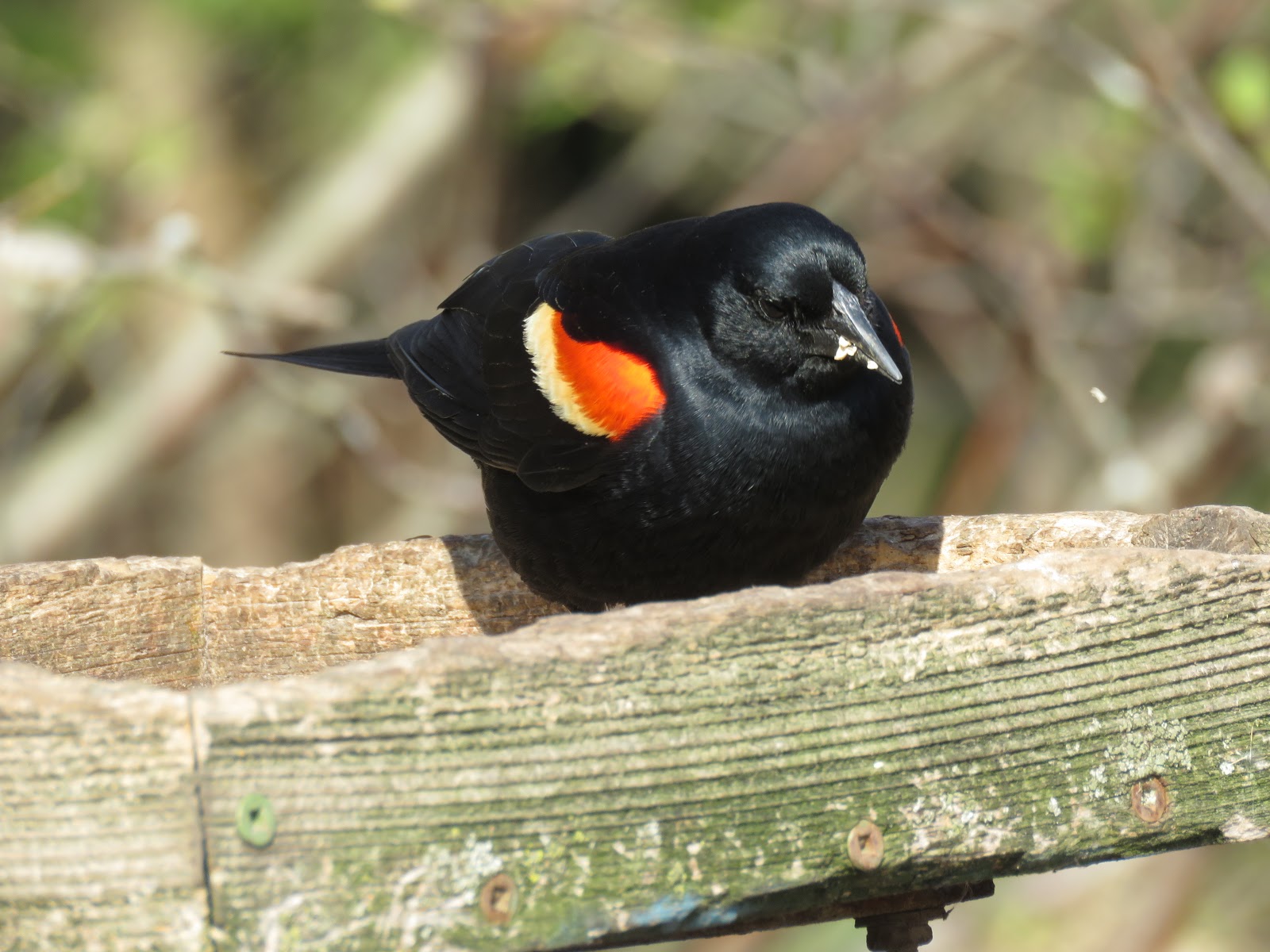 Bird & Travel Photos, Birding Sites, Bird Information: MALE RED-WINGED ...