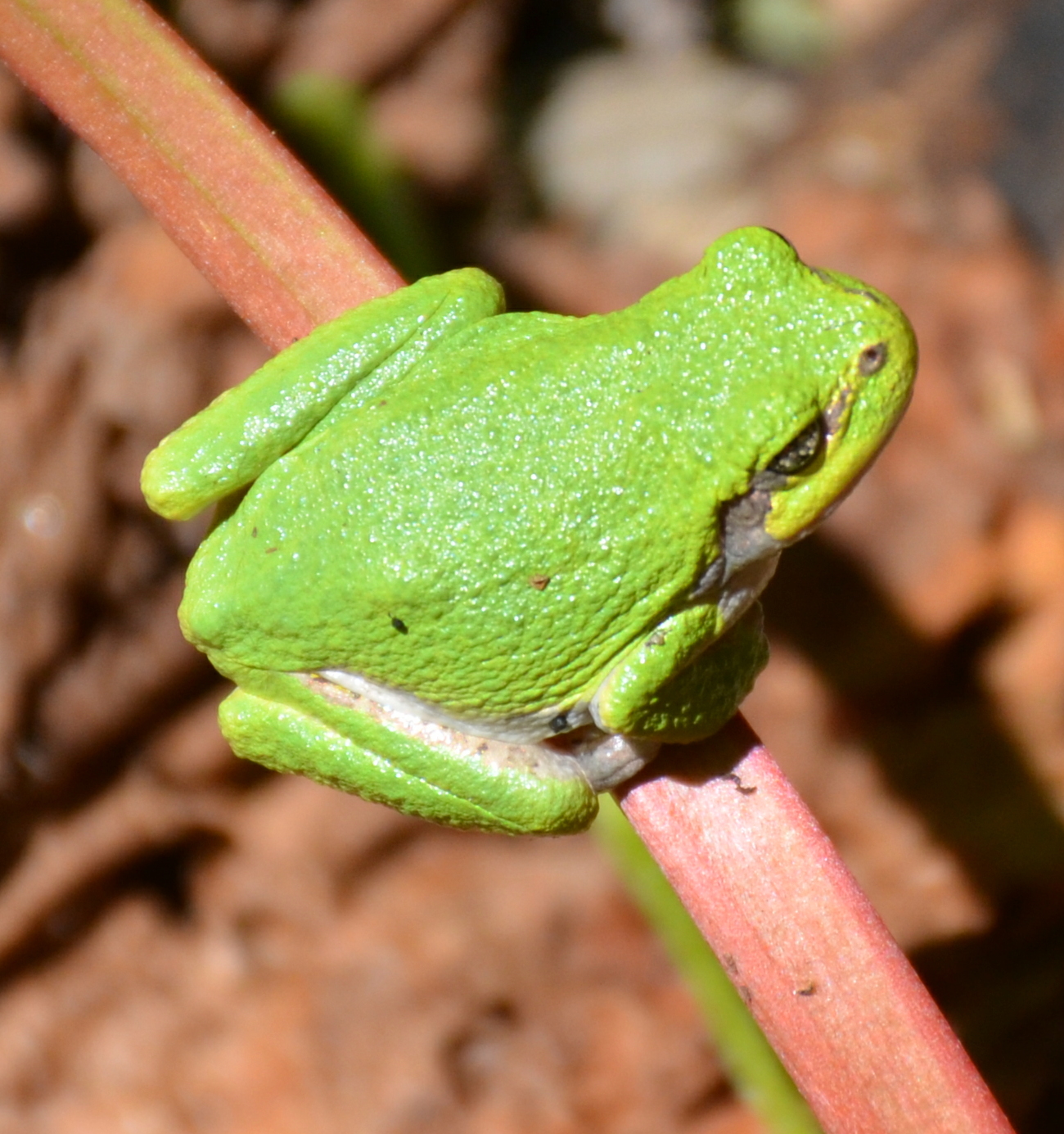 Palemaleirregulars: Cope's Gray Tree Frog, Slugs Love Beer, Plus the ...
