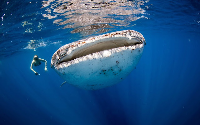 Acorde con la vida: "La Talasofobia o Miedo al Mar"