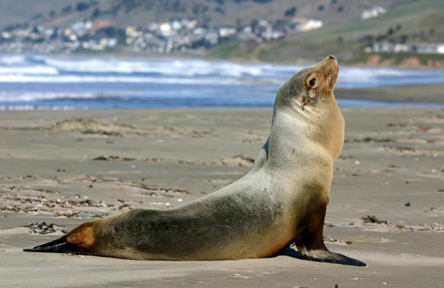 California Sea Lion | The Biggest Animals Kingdom