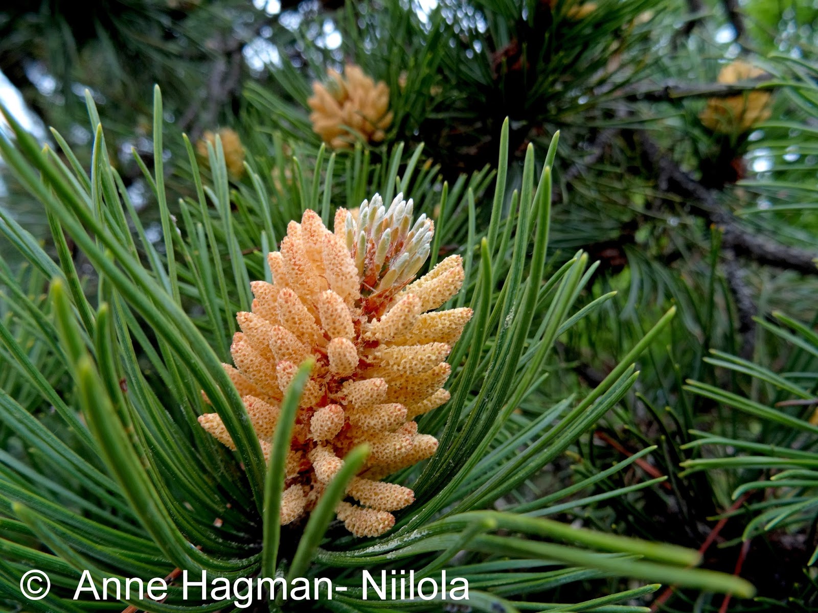 ANNEN LUONTOPÄIVÄKIRJA nature diary: MÄNTY KUKKII pine tree blossoms