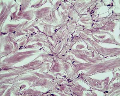 MORFOFISIOLOGÍA I: HISTOLOGÍA